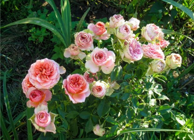14 Old-Fashioned Flowers That Still Look Great in Today’s Home Gardens ...