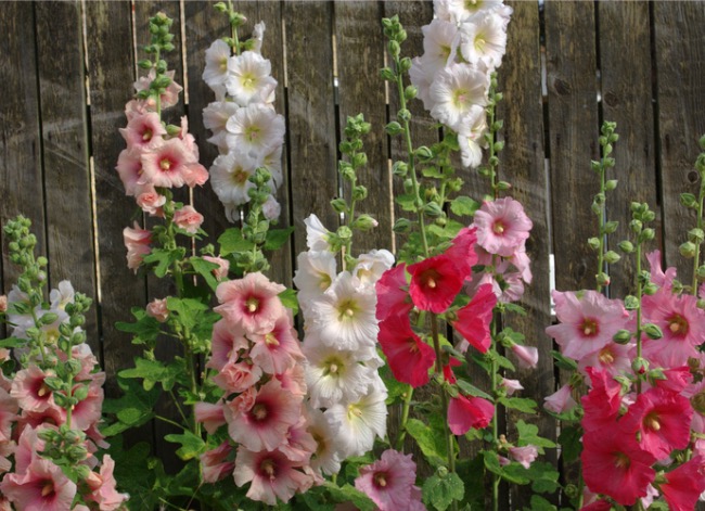 14 Old-Fashioned Flowers That Still Look Great in Today’s Home Gardens ...