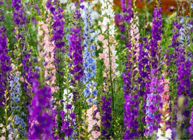 14 Old-Fashioned Flowers That Still Look Great in Today’s Home Gardens ...