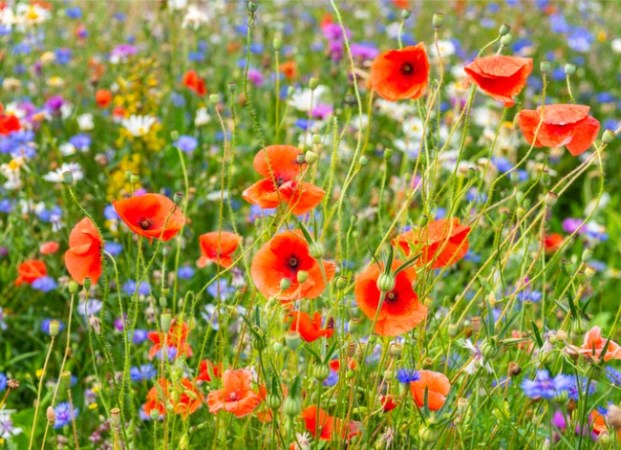 14 Old-Fashioned Flowers That Still Look Great in Today’s Home Gardens ...