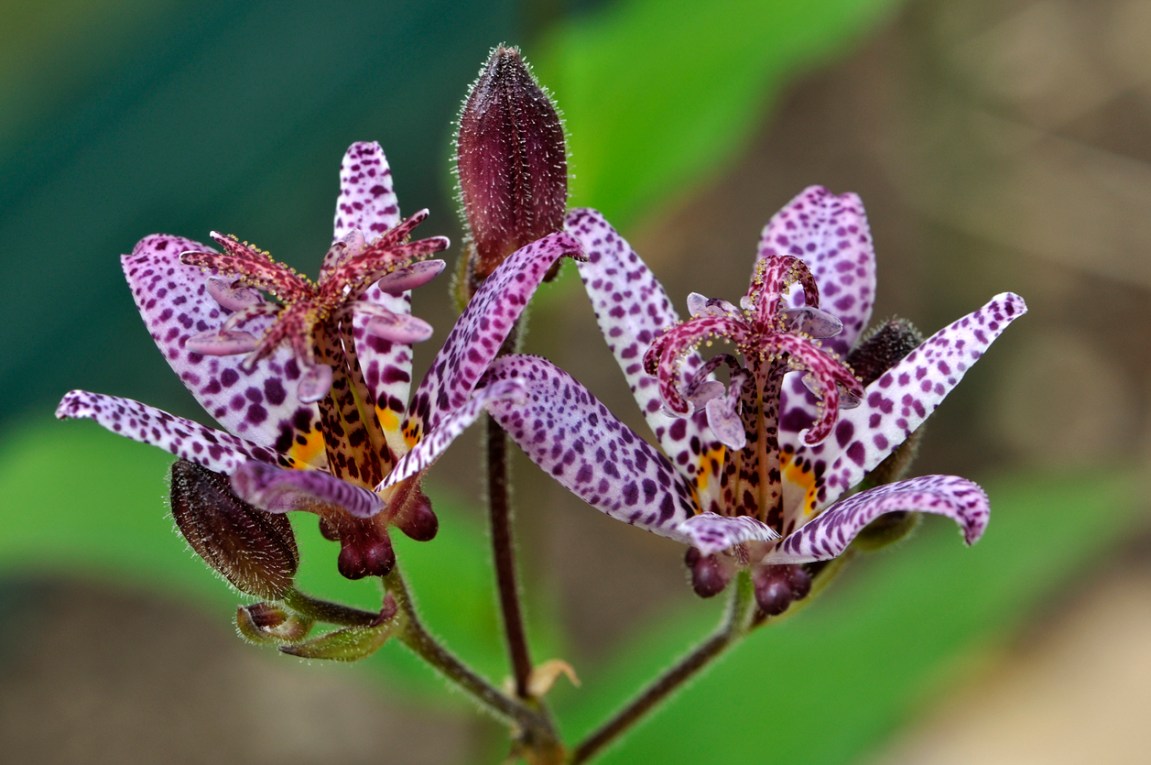 Best Shade Flowers for Your Low-Light Garden - Bob Vila