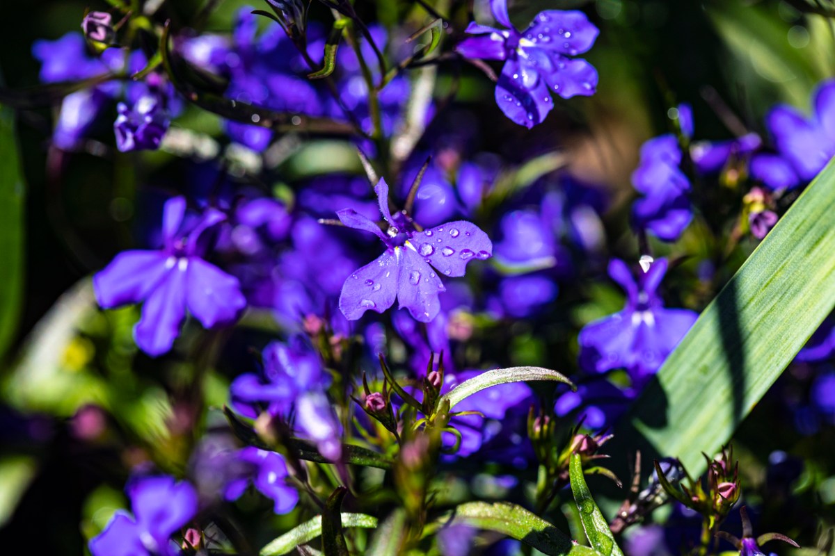 Best Shade Flowers for Your Low-Light Garden - Bob Vila