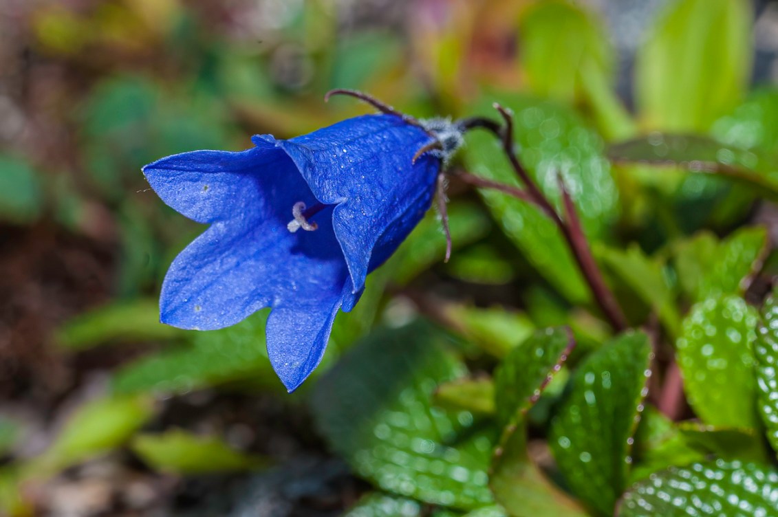 Best Shade Flowers for Your Low-Light Garden - Bob Vila