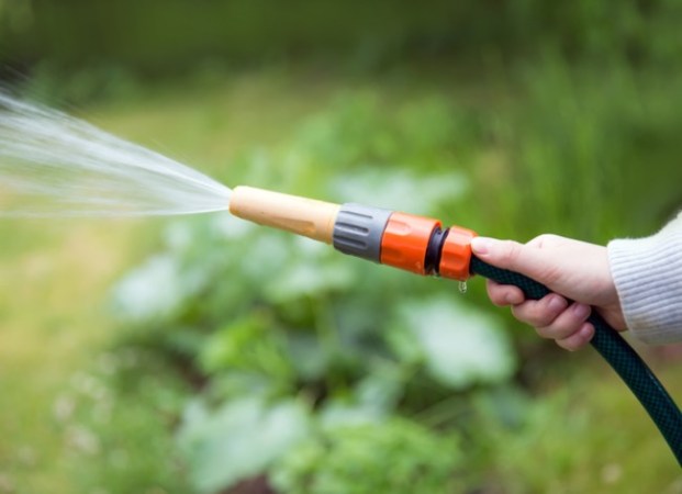 What is Dog Vomit Slime Mold and How to Get Rid of It - Bob Vila