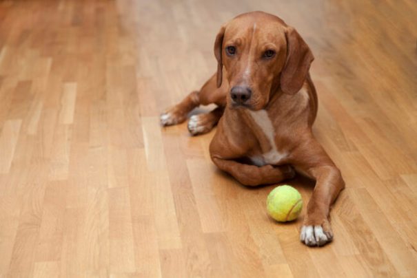 Best Flooring for Dogs: 7 Top Picks for Convenient Durability