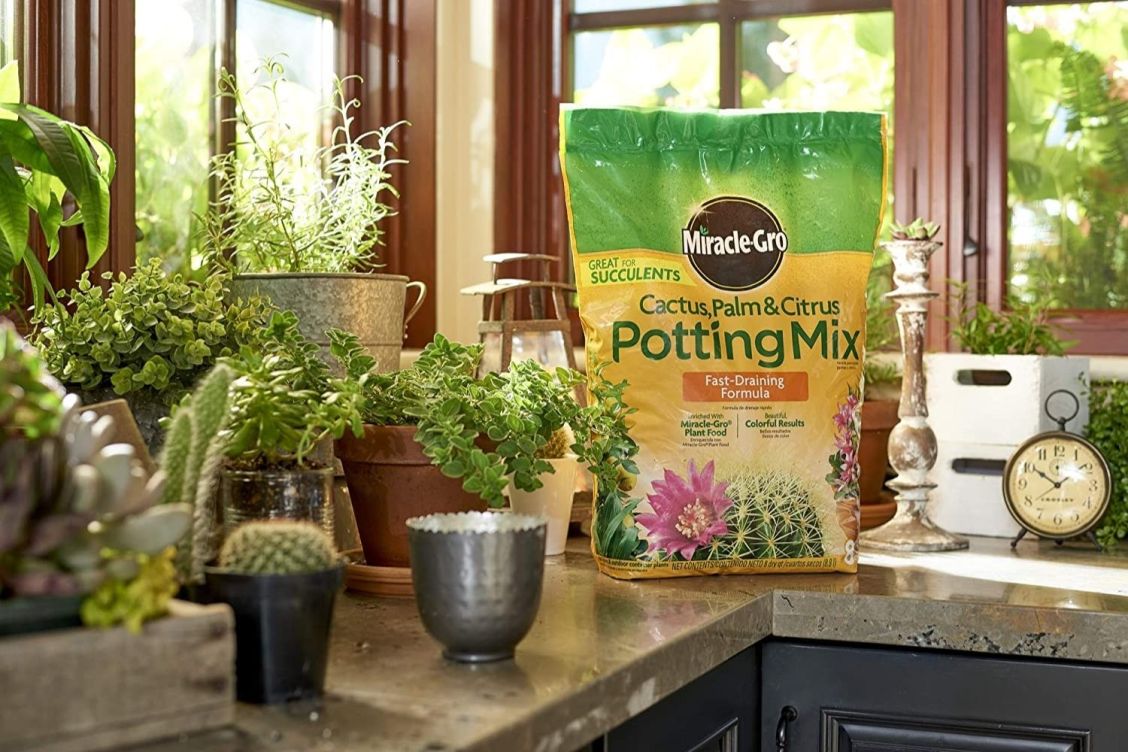 The Best Soil for Snake Plants - Picks from Bob Vila