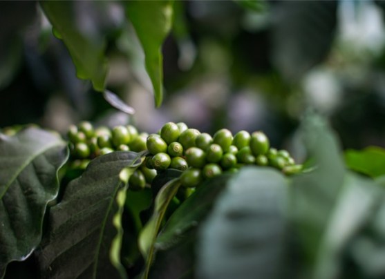 Coffee Plant Care 101 - Bob Vila