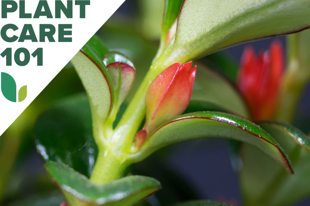 Goldfish Plant Care 101 - Bob Vila