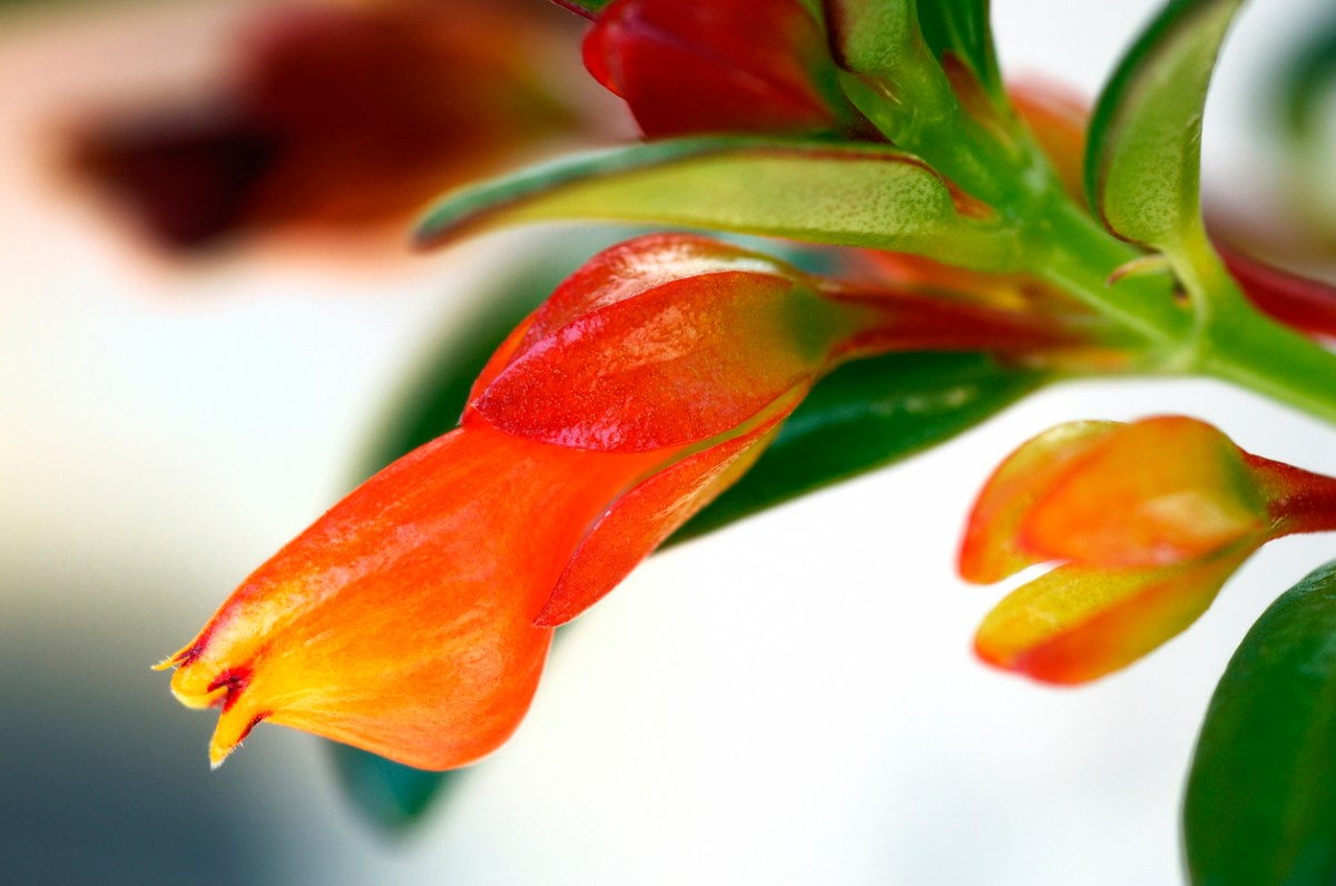 Goldfish Plant Care 101 - Bob Vila