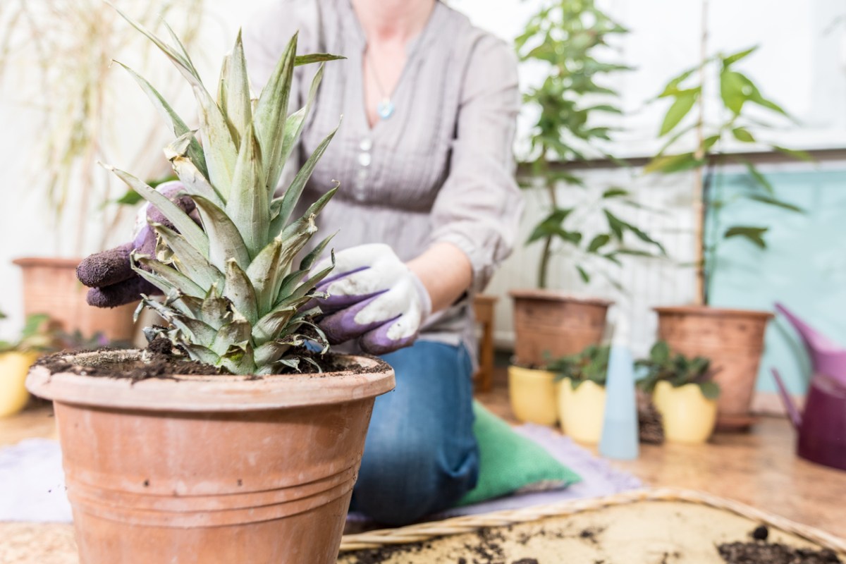 This Pineapple Plant Care Routine Is as Easy as Propagating Fresh ...