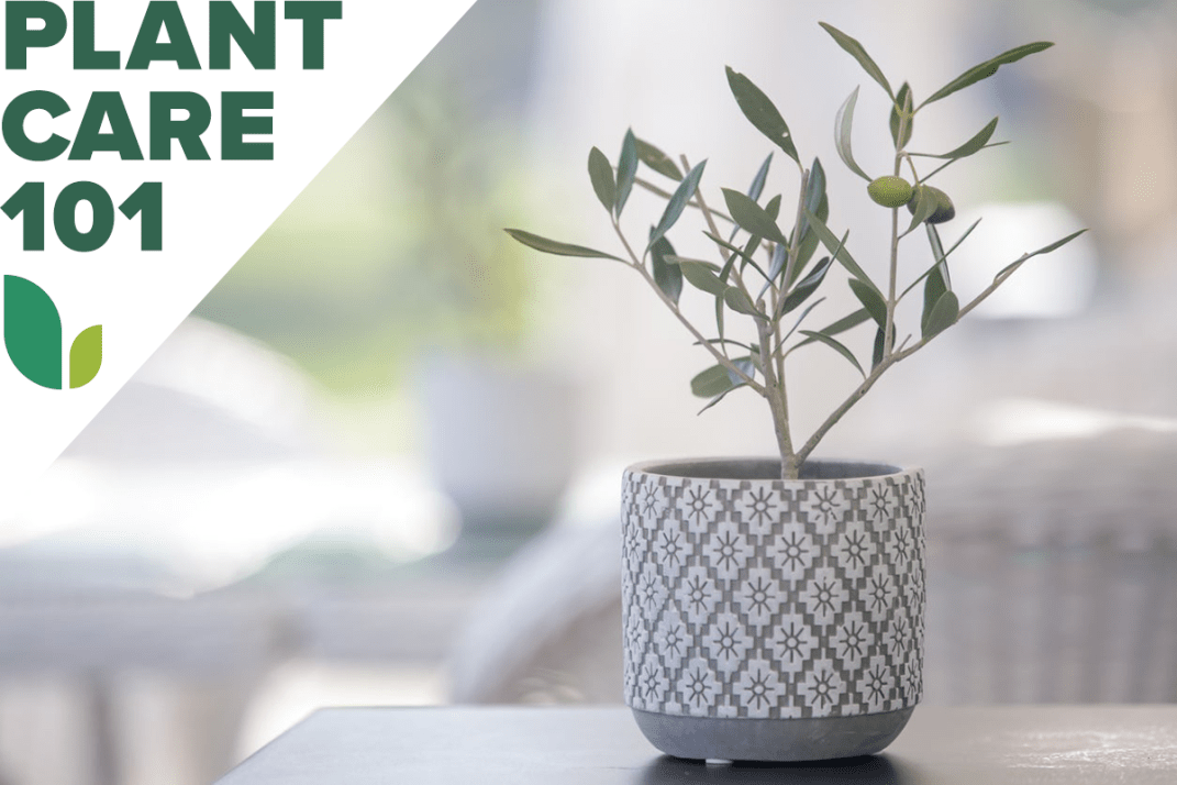 How to Grow an Olive Tree Indoors - Bob Vila