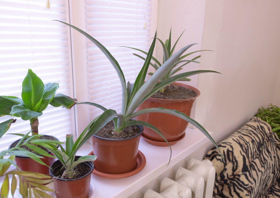 This Pineapple Plant Care Routine Is as Easy as Propagating Fresh ...