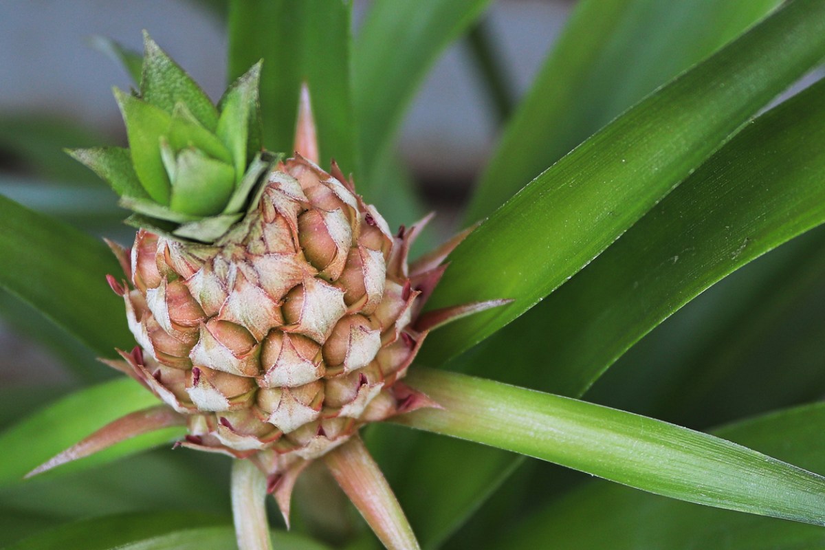 This Pineapple Plant Care Routine Is as Easy as Propagating Fresh ...