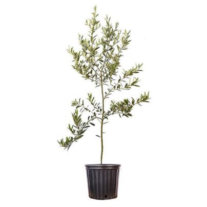 How to Grow an Olive Tree Indoors - Bob Vila