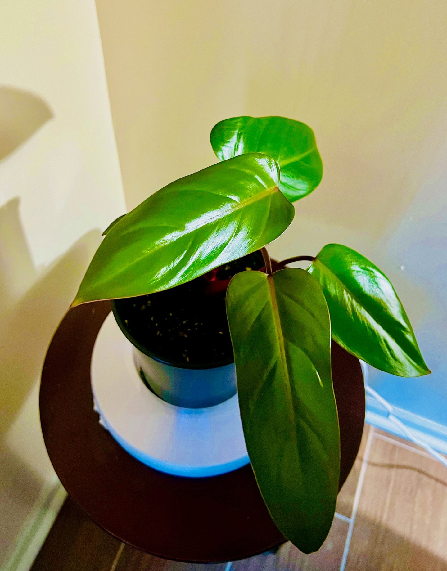 23 Philodendron Varieties for Your Houseplant Collection - Bob Vila