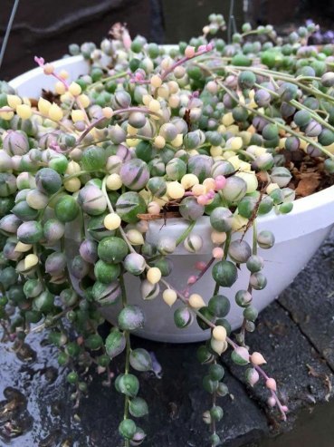 String of Pearls Care: Watering, Pruning, and More - Advice From Bob Vila