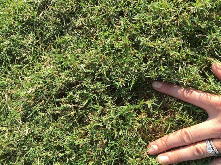 The 6 Best Bermuda Grass Seed Options - Bob Vila