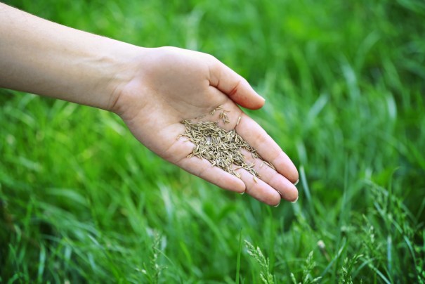 The 6 Best Bermuda Grass Seed Options - Bob Vila