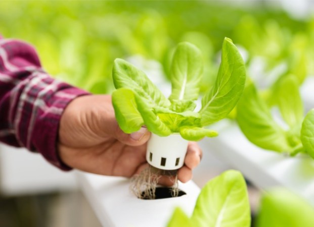 7 Crucial Things to Know About the Kratky Method of Gardening - Bob Vila