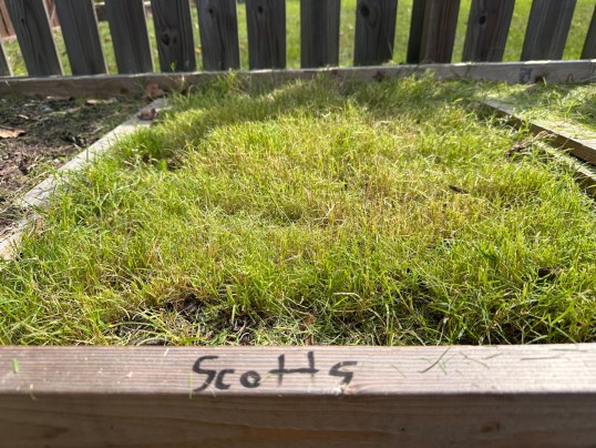 The 6 Best Bermuda Grass Seed Options - Bob Vila