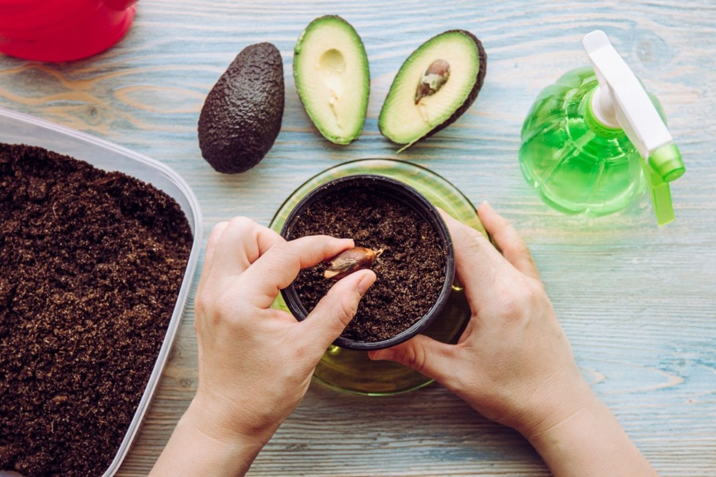 The Best Soil for Avocado Trees - Top Picks by Bob Vila