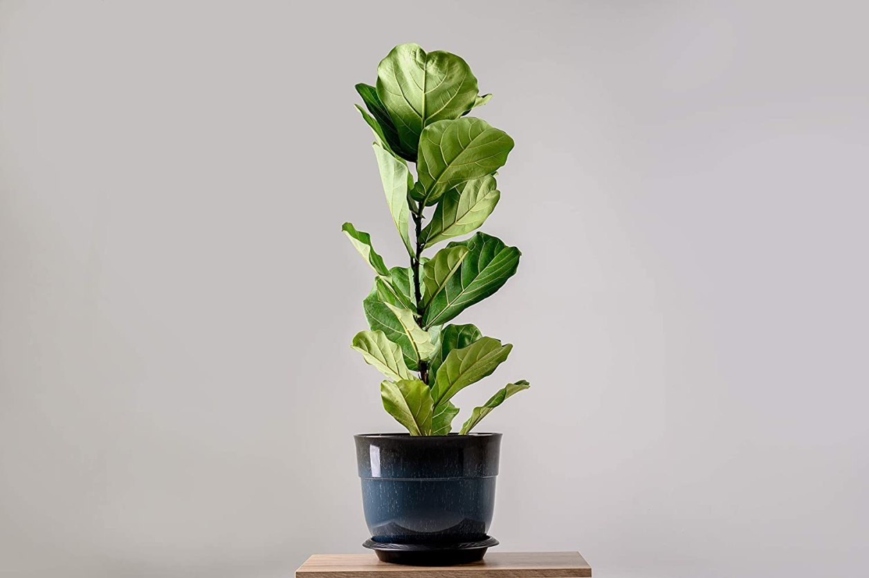 The 5 Best Soils for Fiddle Leaf Figs, Ranked By Experts
