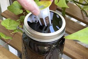 7 Crucial Things to Know About the Kratky Method of Gardening - Bob Vila