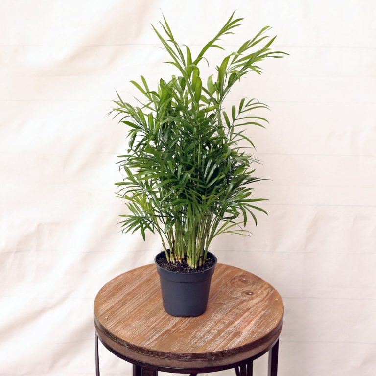 The 7 Best Etsy Stores for Houseplants - Bob Vila