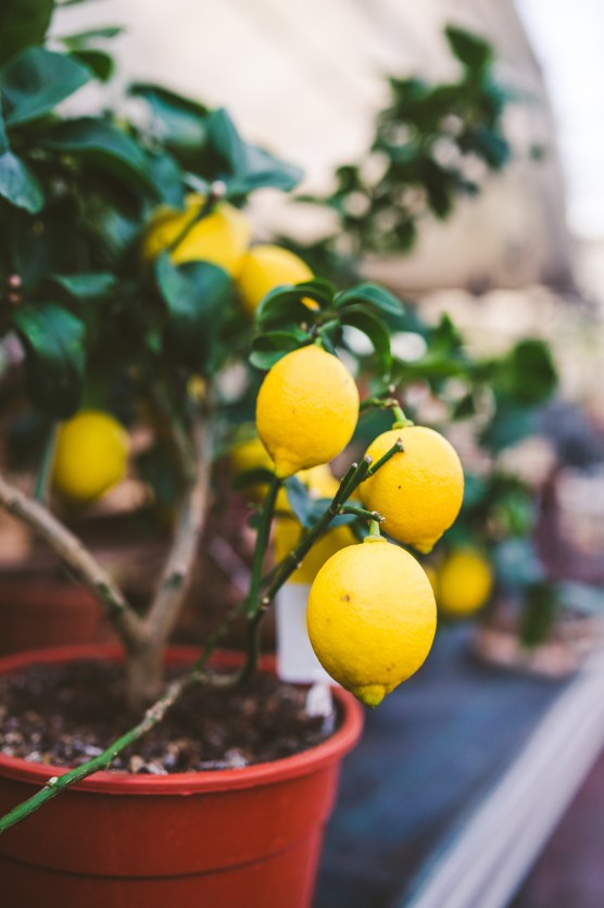 How to Grow Lemon Trees Indoors - Bob Vila