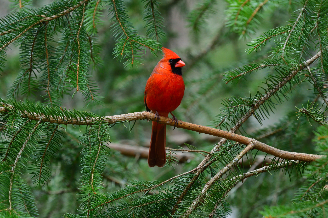 How to Attract Cardinals: 10 Surefire Ways to Bring Them to Your Yard ...
