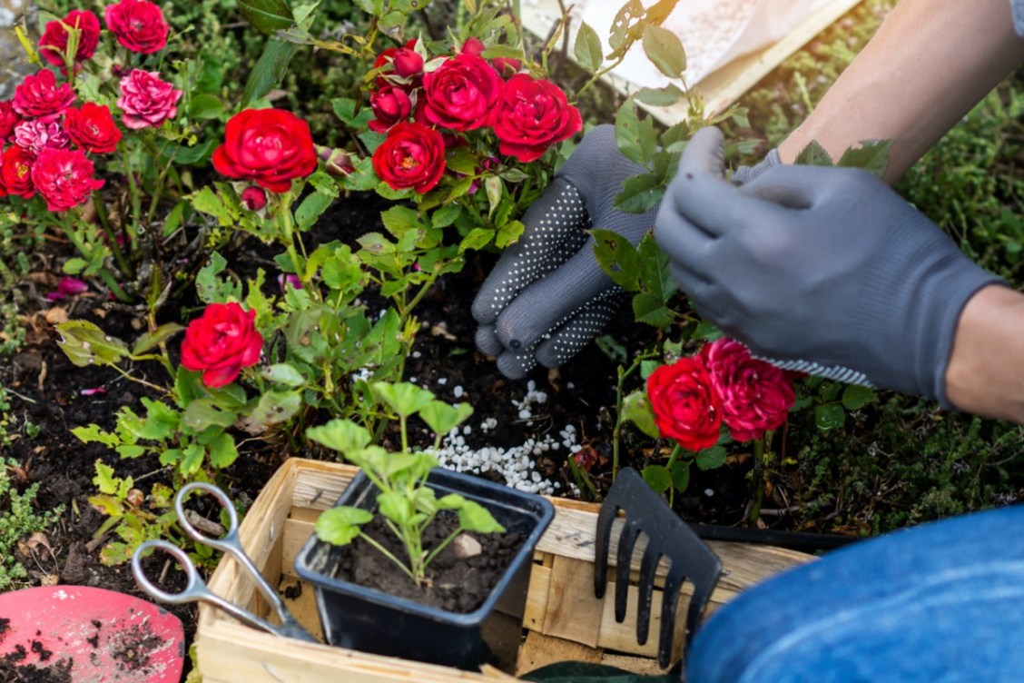 When to Plant Roses for Stellar Summer Blooms - Bob Vila