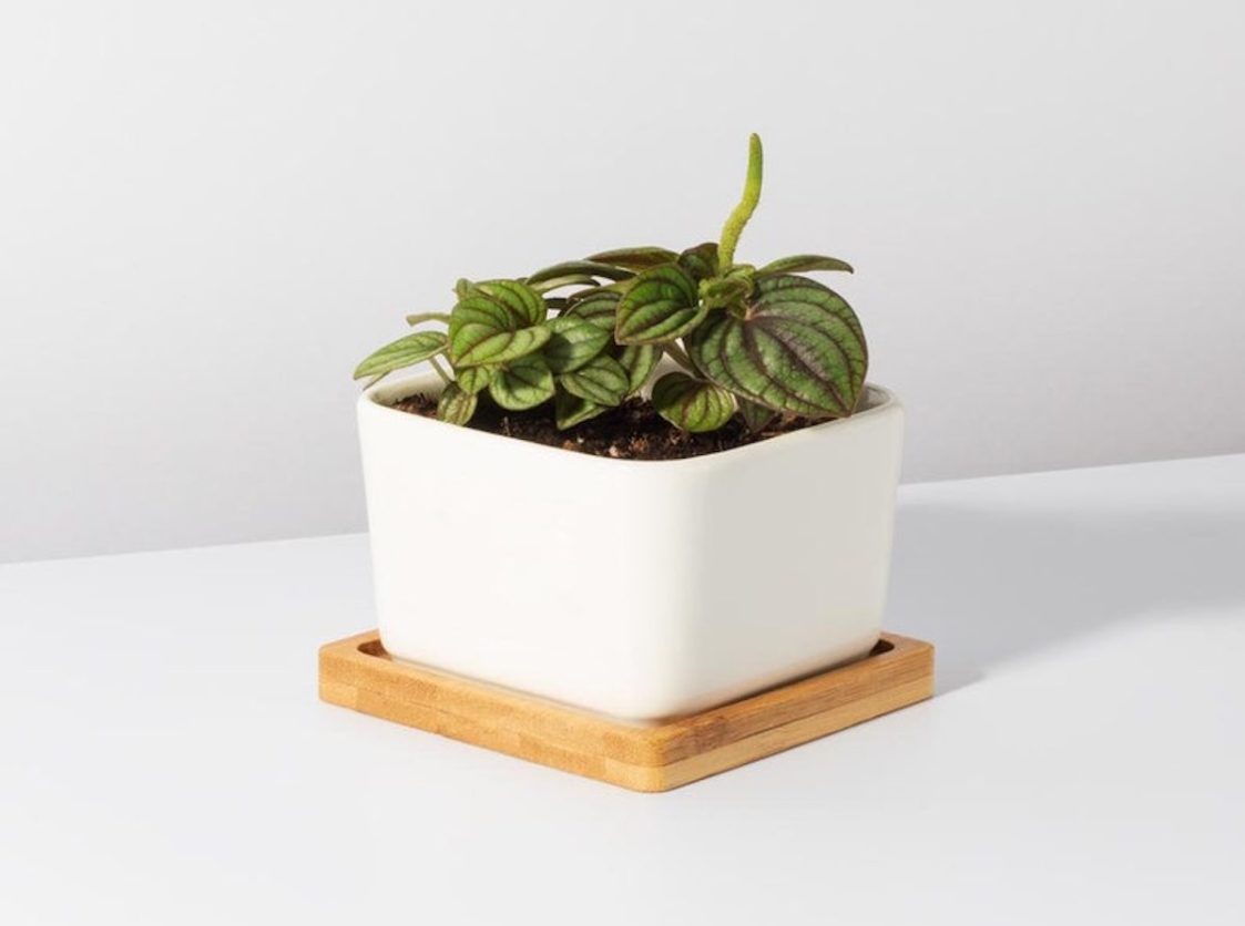 The 7 Best Etsy Stores for Houseplants - Bob Vila
