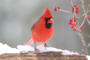 How to Attract Cardinals: 10 Surefire Ways to Bring Them to Your Yard ...