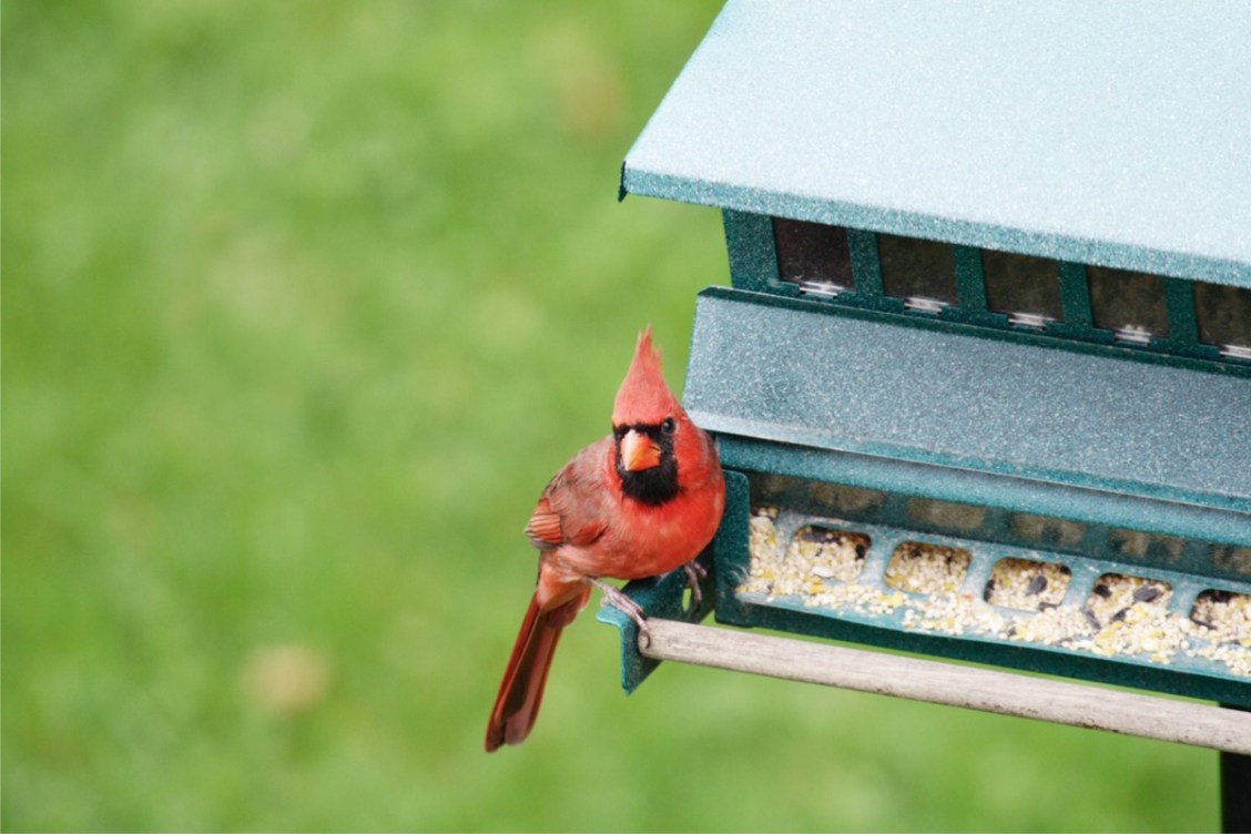 How to Attract Cardinals: 10 Surefire Ways to Bring Them to Your Yard ...