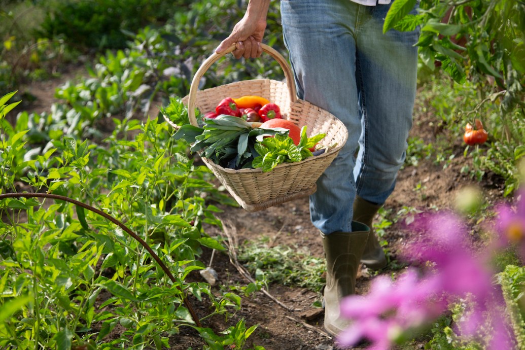 How to Grow Your Own Food - Bob Vila