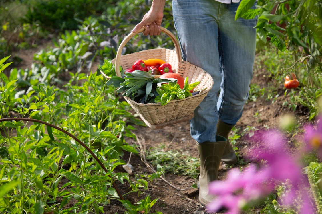 How to Grow Your Own Food - Bob Vila