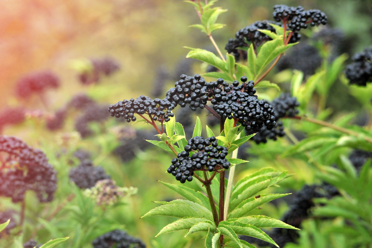 11 Types of Edible Berry Bushes to Plant in Your Yard - Bob Vila