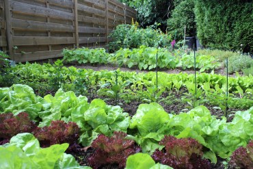 How to Grow Your Own Food - Bob Vila