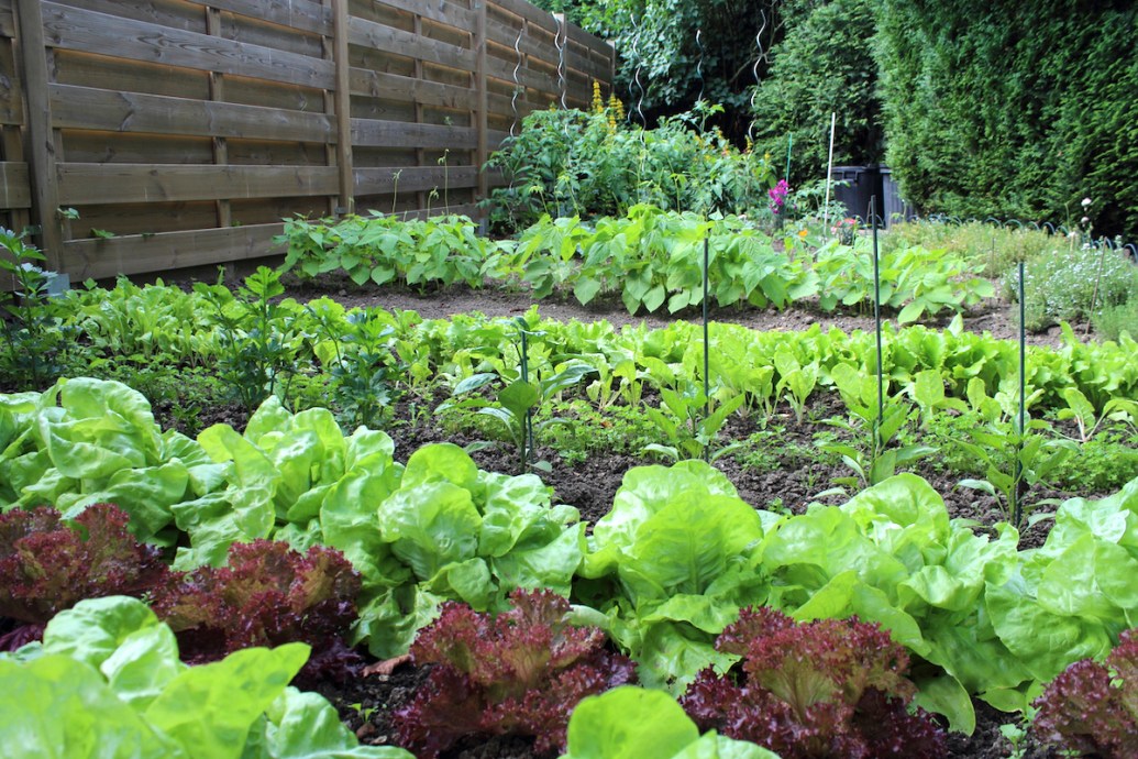 How to Grow Your Own Food - Bob Vila