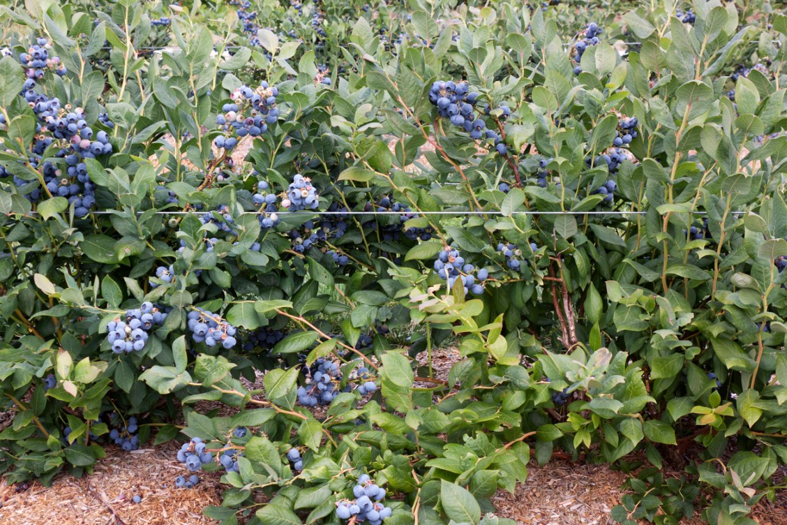 11 Types of Edible Berry Bushes to Plant in Your Yard - Bob Vila