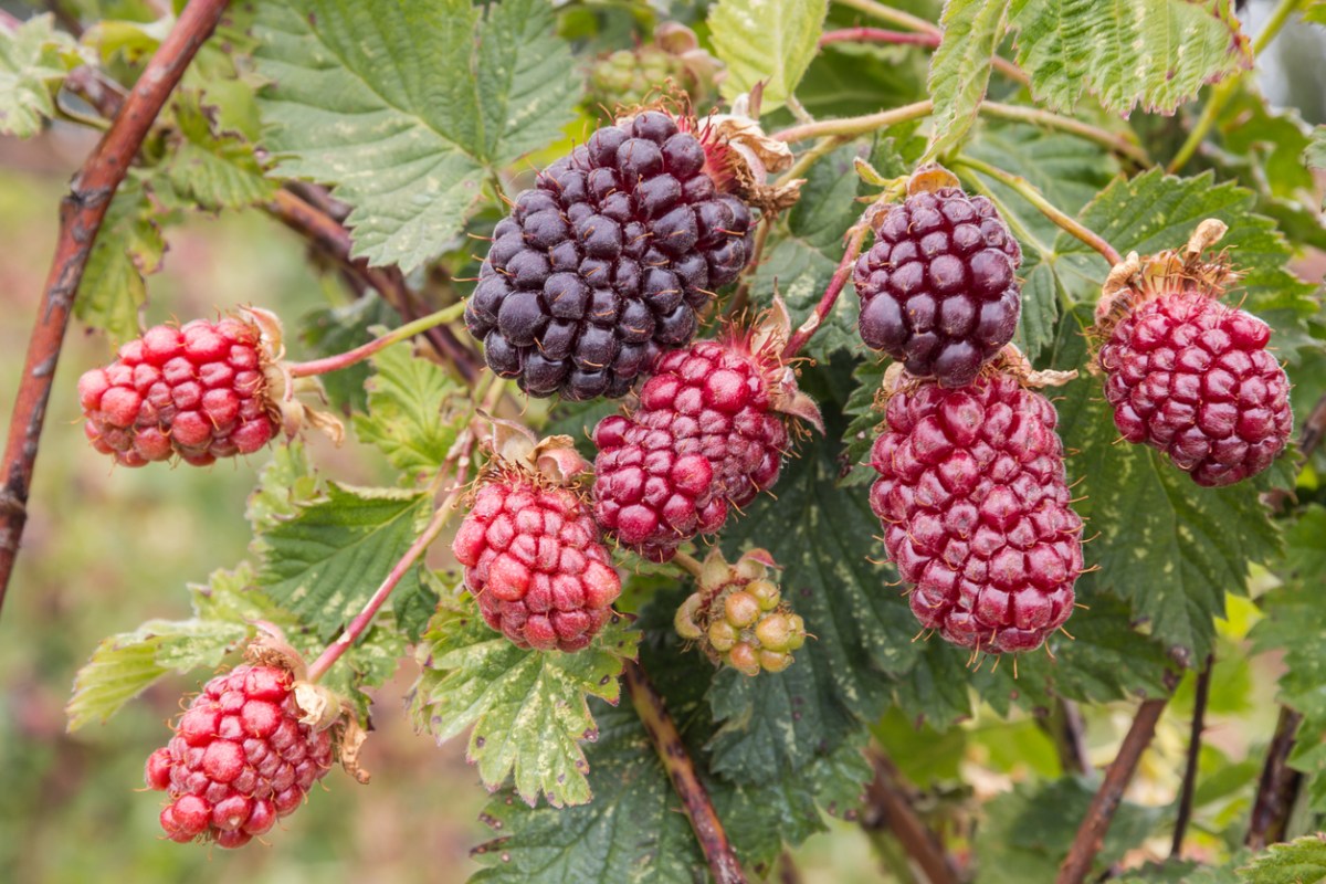 11 Types of Edible Berry Bushes to Plant in Your Yard - Bob Vila