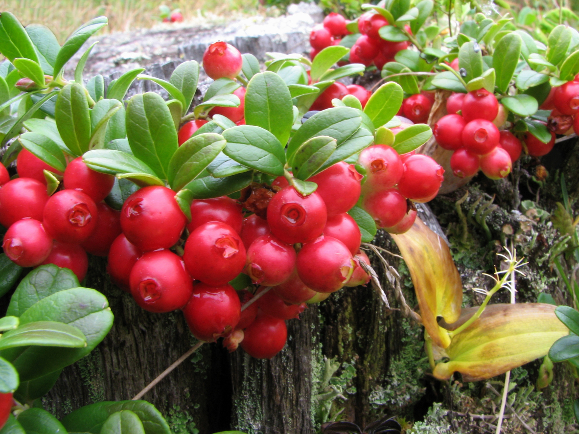 11 Types of Edible Berry Bushes to Plant in Your Yard - Bob Vila