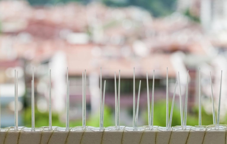 How to Get Rid of Pigeons - Safely, Humanely, and Permanently - Bob Vila