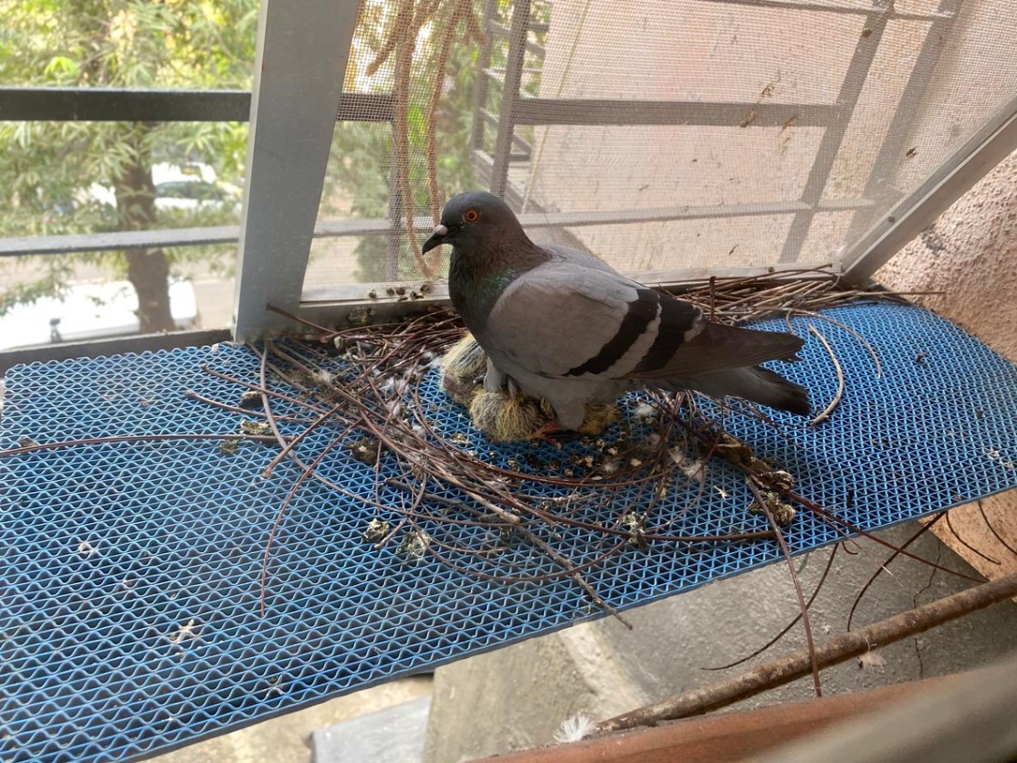 How to Get Rid of Pigeons - Safely, Humanely, and Permanently - Bob Vila