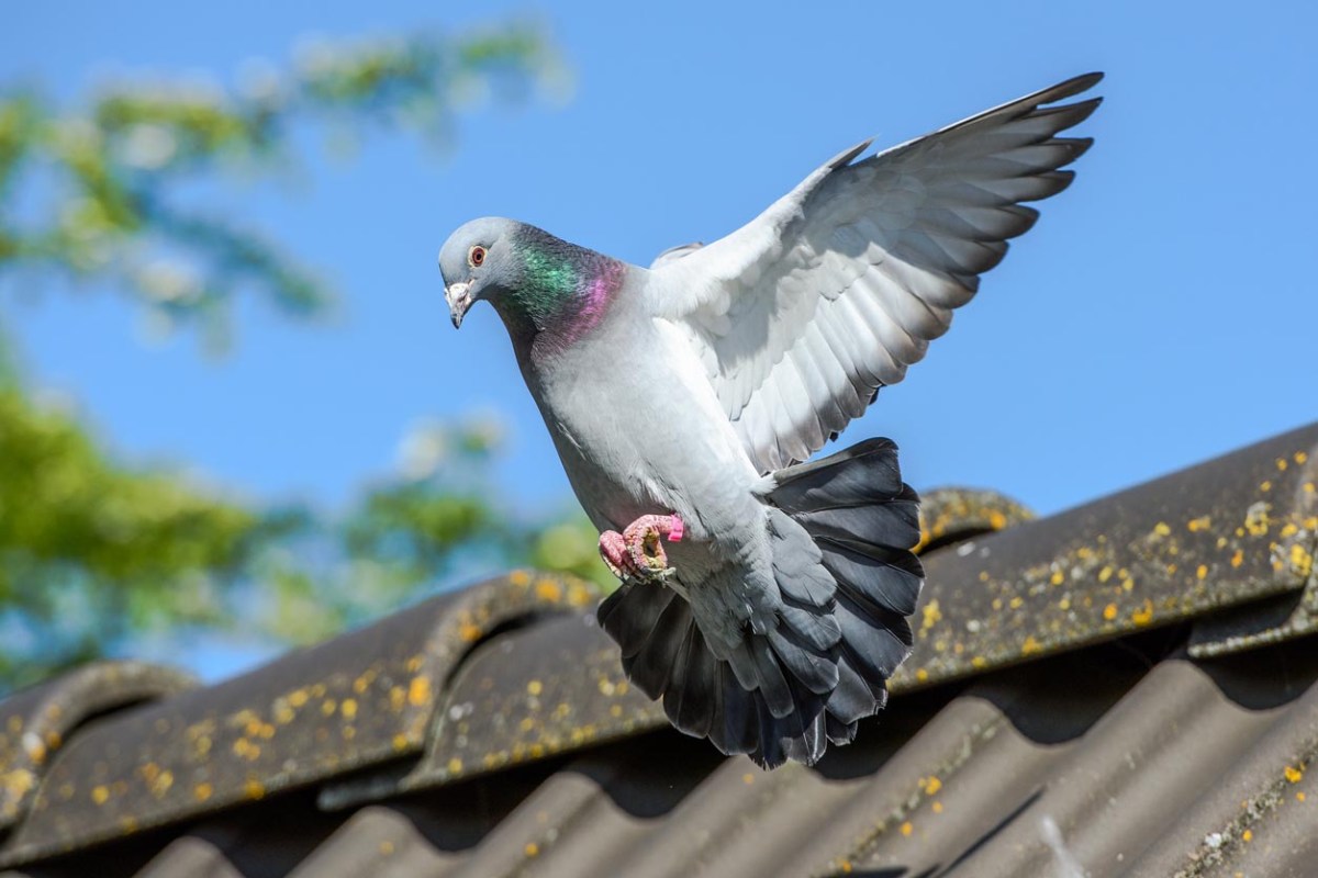 How to Get Rid of Pigeons - Safely, Humanely, and Permanently - Bob Vila