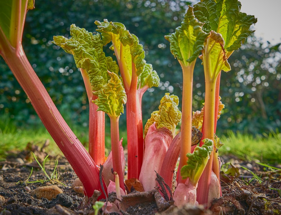 12 Perennial Vegetables to Plant for Years of Fresh Produce - Bob Vila