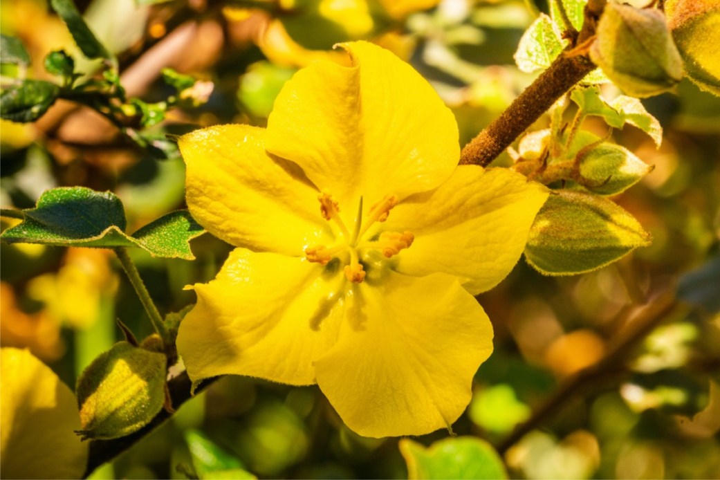 Try Growing These 12 Native Alternatives to Invasive Plants - Bob Vila