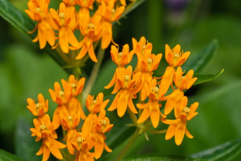 12 Rabbit-Resistant Plants for Your Home Landscape - Bob Vila