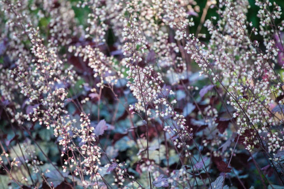 12 Rabbit-Resistant Plants for Your Home Landscape - Bob Vila