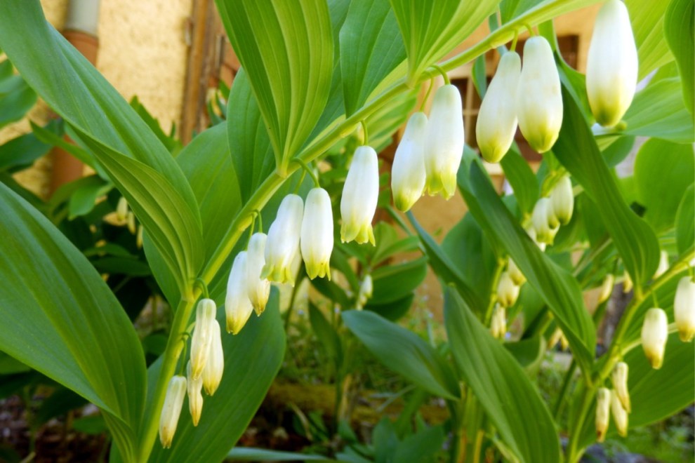 12 Rabbit-Resistant Plants for Your Home Landscape - Bob Vila